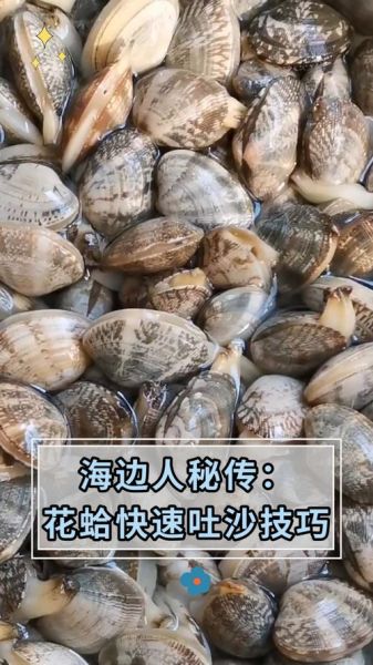 花蛤怎么吐沙干净_花蛤吐沙最快的方法-第3张图片-山城妙识