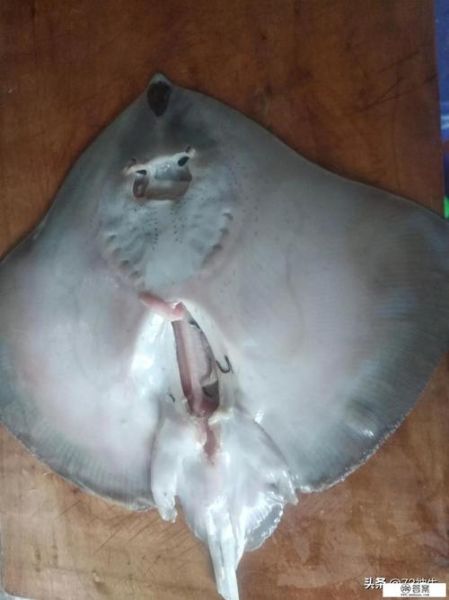 深海鱼有哪些种类_深海鱼都包括什么鱼-第3张图片-山城妙识