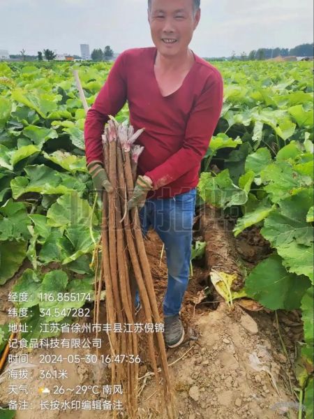 牛蒡什么季节收获_最佳采收时间-第2张图片-山城妙识 牛蒡什么季节收获_最佳采收时间-第2张图片-山城妙识