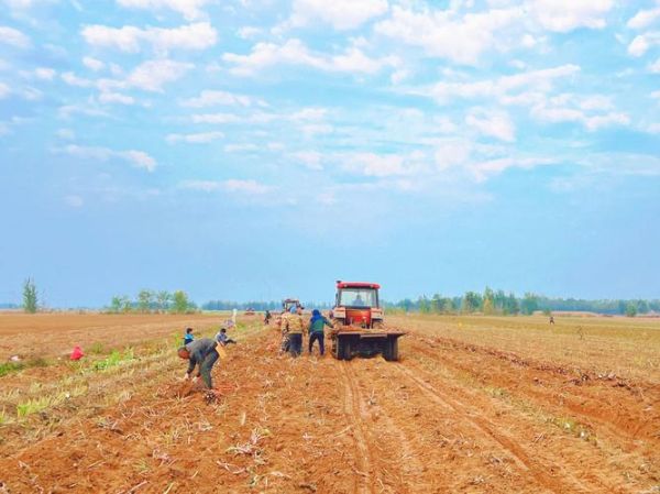 牛蒡什么季节收获_最佳采收时间-第1张图片-山城妙识 牛蒡什么季节收获_最佳采收时间-第1张图片-山城妙识