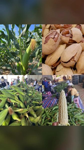 碧根果价格多少钱一斤_2024年最新行情-第2张图片-山城妙识