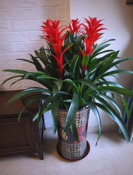 风水里最吉祥的花是什么_如何摆放才旺运-第3张图片-山城妙识 风水里最吉祥的花是什么_如何摆放才旺运-第3张图片-山城妙识