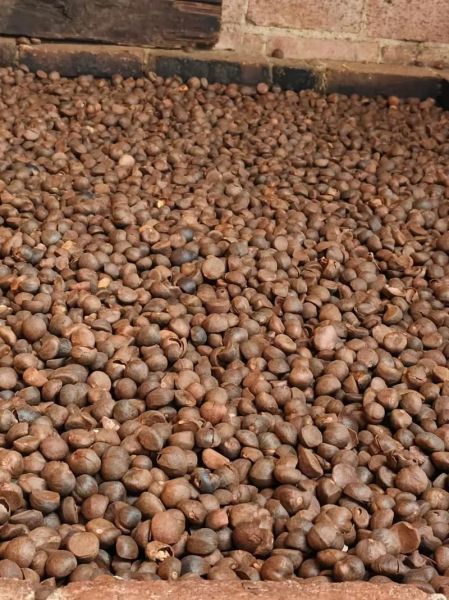 茶油多少钱一斤_茶油价格为什么这么贵-第3张图片-山城妙识 茶油多少钱一斤_茶油价格为什么这么贵-第3张图片-山城妙识