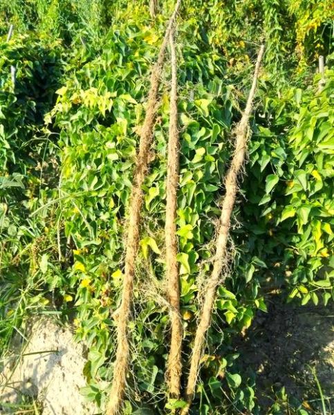 山药怎么种_山药种植时间和方法-第1张图片-山城妙识