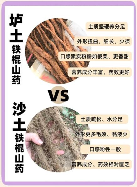 山药怎么种_山药种植时间和方法-第2张图片-山城妙识