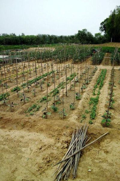 山药怎么种_山药种植时间和方法-第3张图片-山城妙识