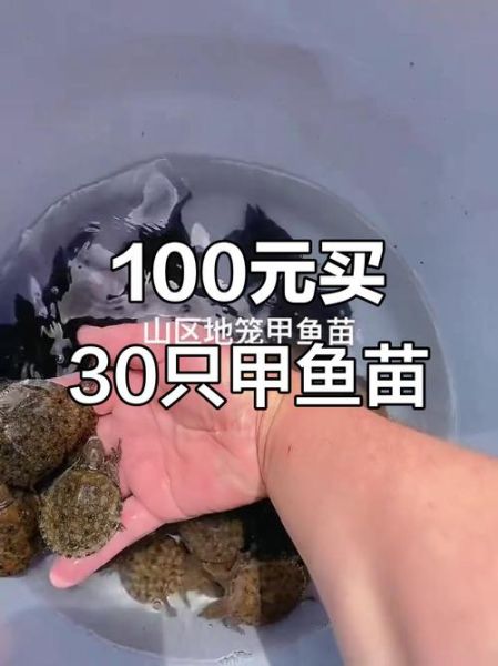 甲鱼苗价格多少钱一只_甲鱼苗批发价格行情-第2张图片-山城妙识