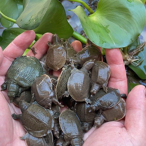 甲鱼苗价格多少钱一只_甲鱼苗批发价格行情-第1张图片-山城妙识