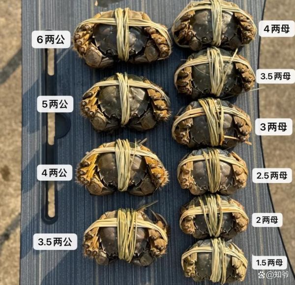 怎么煮螃蟹不掉腿_螃蟹煮多久不掉腿-第3张图片-山城妙识