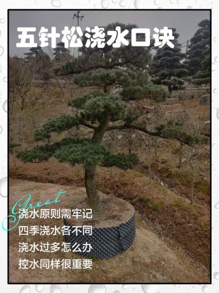 松树怎么养_松树盆景多久浇一次水-第2张图片-山城妙识