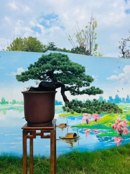 松树怎么养_松树盆景多久浇一次水-第3张图片-山城妙识