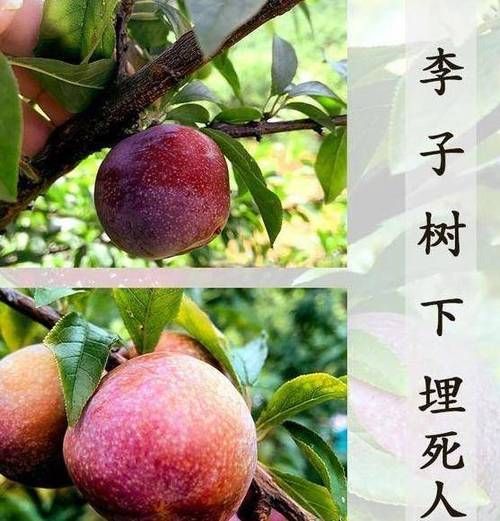 李子树下埋死人_是真的吗-第1张图片-山城妙识