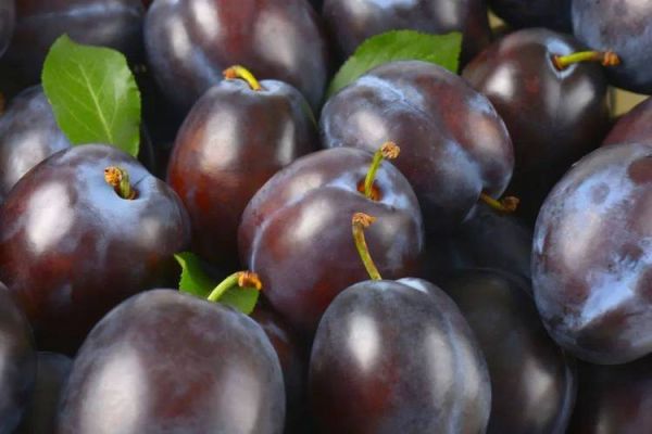 李子树下埋死人_是真的吗-第3张图片-山城妙识