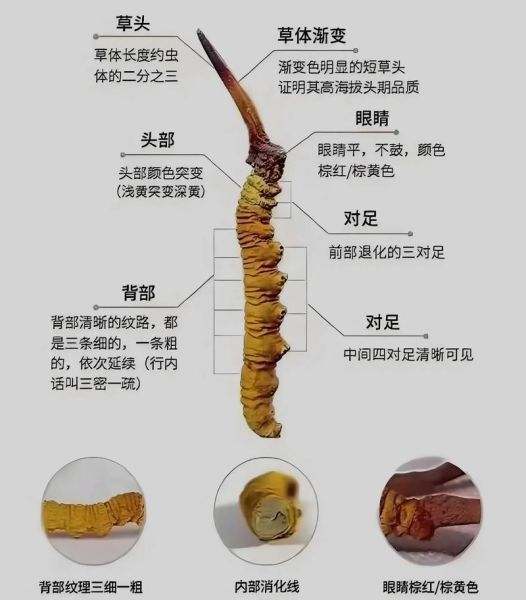 冬虫夏草图片大全_如何辨别真假-第2张图片-山城妙识