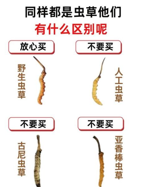 冬虫夏草图片大全_如何辨别真假-第3张图片-山城妙识