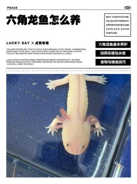 六角龙鱼能活多久_六角龙鱼怎么养15年-第2张图片-山城妙识