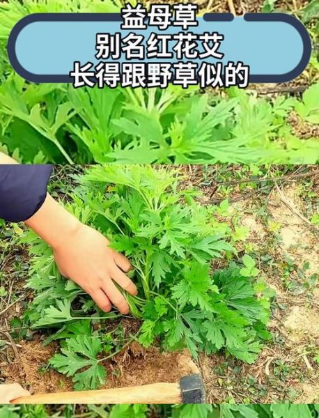 益母草长什么样_益母草与艾草区别-第2张图片-山城妙识
