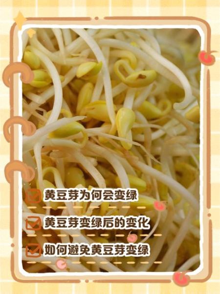 豆芽发芽了还能吃吗_豆芽变绿可以吃吗-第1张图片-山城妙识