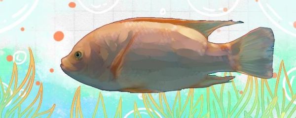 花雕鱼是什么鱼_花雕鱼是淡水鱼吗-第3张图片-山城妙识