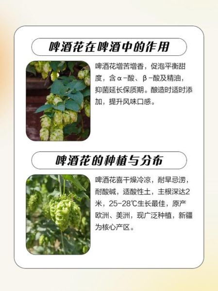 啤酒花是什么_啤酒花的作用与功效-第2张图片-山城妙识