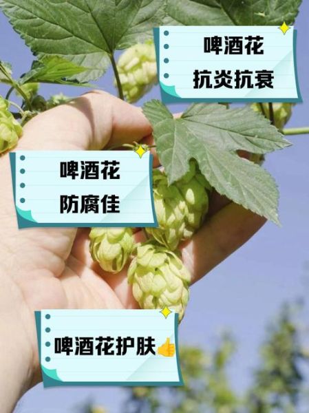 啤酒花是什么_啤酒花的作用与功效-第3张图片-山城妙识