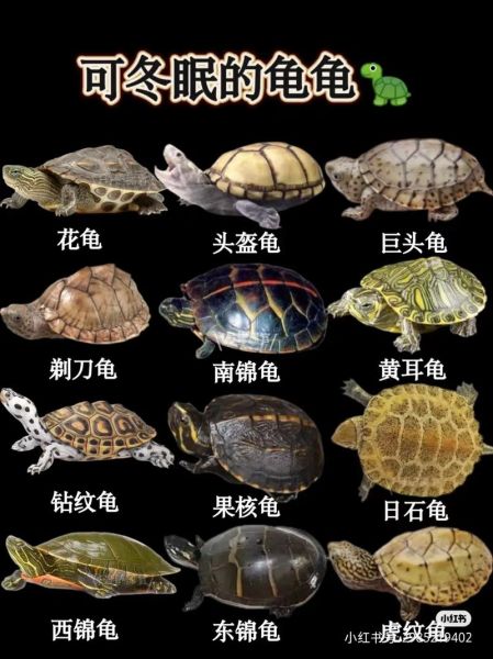 乌龟死后为什么要放三天_乌龟死了放三天有什么讲究-第3张图片-山城妙识