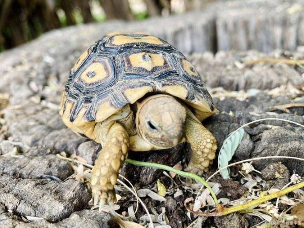 乌龟死后为什么要放三天_乌龟死了放三天有什么讲究-第1张图片-山城妙识