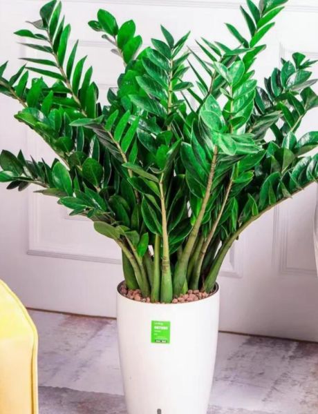 十二种招财花有哪些_家里摆什么花最旺财-第2张图片-山城妙识