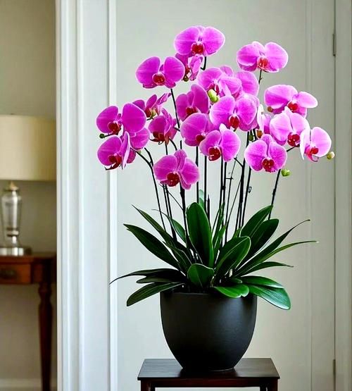 十二种招财花有哪些_家里摆什么花最旺财-第1张图片-山城妙识