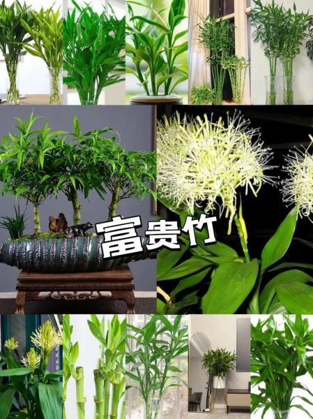 十二种招财花有哪些_家里摆什么花最旺财-第3张图片-山城妙识