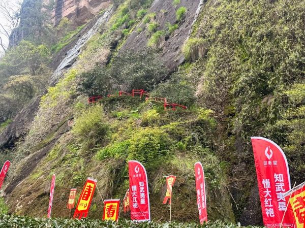 大红袍产地在哪里_武夷山景区核心产区详解-第3张图片-山城妙识 大红袍产地在哪里_武夷山景区核心产区详解-第3张图片-山城妙识