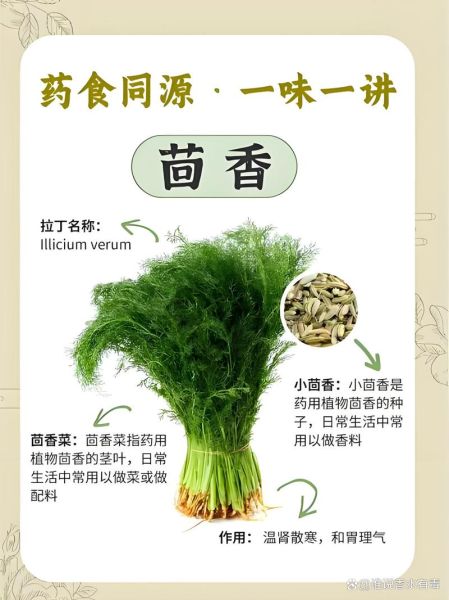 小茴香籽怎么吃_小茴香籽的正确吃法大全-第1张图片-山城妙识 小茴香籽怎么吃_小茴香籽的正确吃法大全-第1张图片-山城妙识