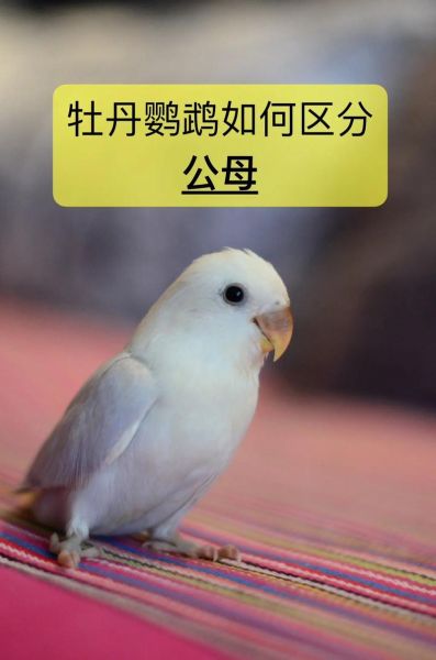 牡丹鹦鹉图片_怎么分辨公母-第1张图片-山城妙识