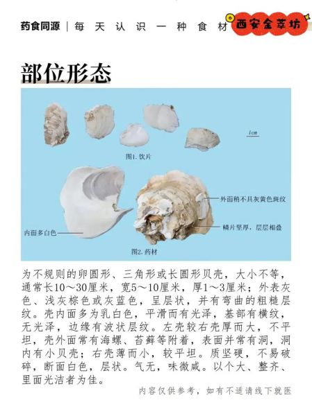 牡蛎是贝类还是软体动物_牡蛎属于什么动物-第2张图片-山城妙识