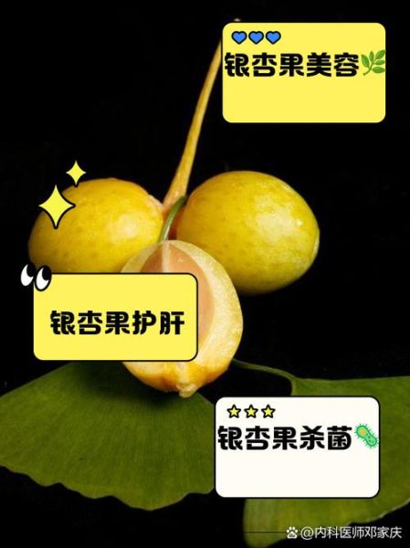 白果的功效与作用_白果怎么吃才健康-第2张图片-山城妙识