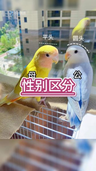 牡丹鹦鹉图片_怎么分辨公母-第2张图片-山城妙识