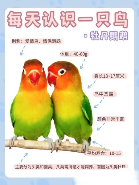 牡丹鹦鹉图片_怎么分辨公母-第3张图片-山城妙识