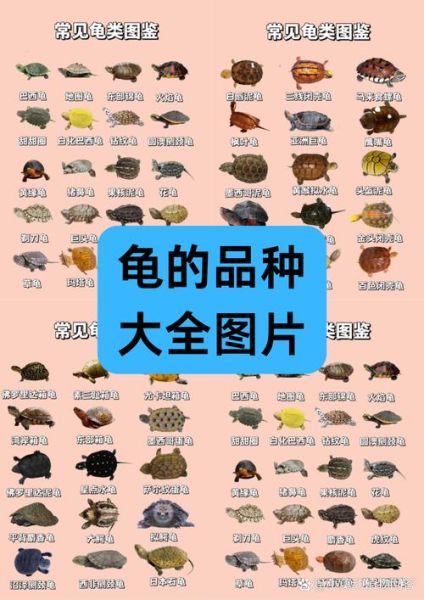 野生乌龟图片_野生乌龟怎么分辨品种-第2张图片-山城妙识