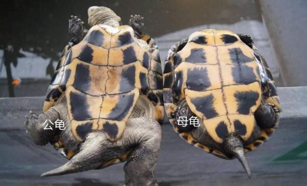 野生乌龟图片_野生乌龟怎么分辨品种-第1张图片-山城妙识