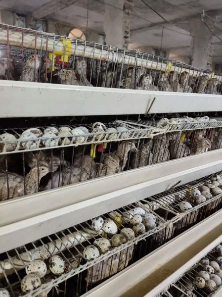 鹌鹑蛋多少钱一斤_鹌鹑蛋价格行情-第1张图片-山城妙识