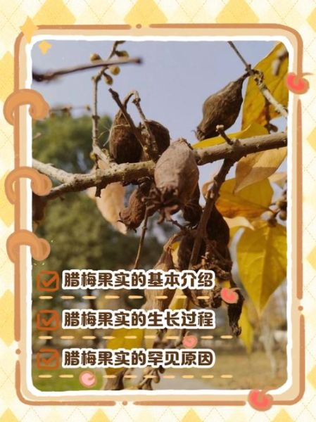 腊梅果子有什么功效_腊梅果子怎么吃效果最好-第1张图片-山城妙识