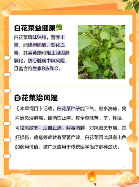 菜花有什么功效与作用_菜花禁忌人群有哪些-第3张图片-山城妙识 菜花有什么功效与作用_菜花禁忌人群有哪些-第3张图片-山城妙识