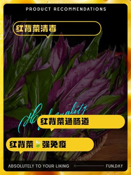 红背菜的功效与作用_红背菜怎么吃最好-第1张图片-山城妙识