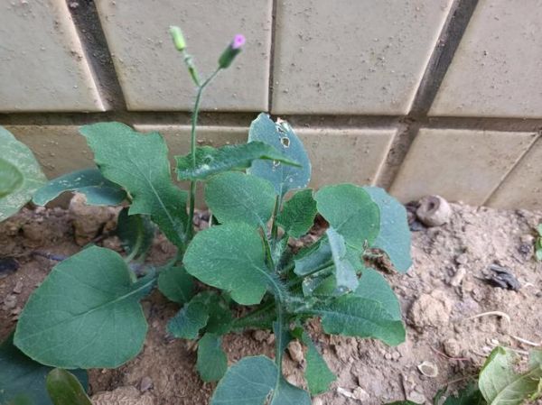 红背菜的功效与作用_红背菜怎么吃最好-第2张图片-山城妙识