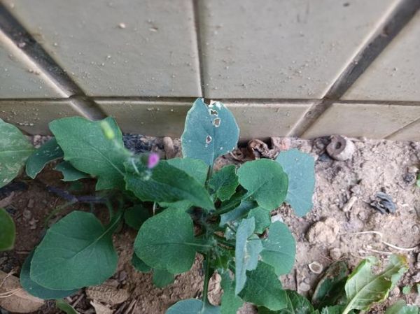 红背菜的功效与作用_红背菜怎么吃最好-第3张图片-山城妙识