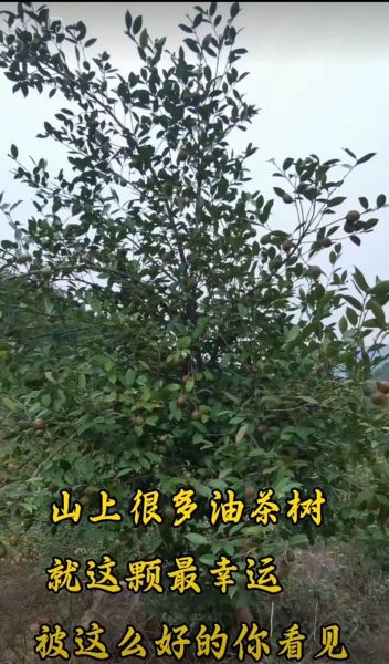 茶油有消炎消肿作用吗_茶油消肿效果怎么样-第1张图片-山城妙识 茶油有消炎消肿作用吗_茶油消肿效果怎么样-第1张图片-山城妙识