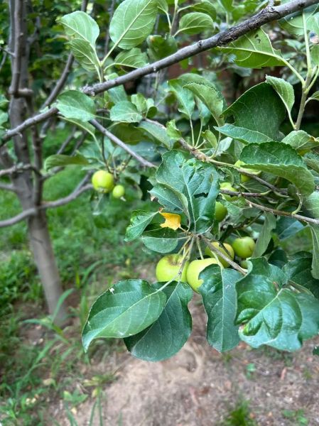 海棠果图片_如何分辨真假-第2张图片-山城妙识 海棠果图片_如何分辨真假-第2张图片-山城妙识