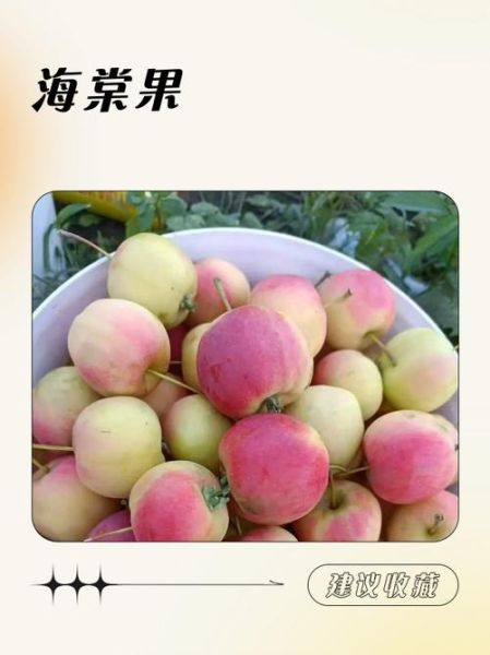 海棠果图片_如何分辨真假-第1张图片-山城妙识 海棠果图片_如何分辨真假-第1张图片-山城妙识