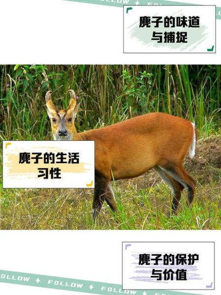 麂子是什么动物_麂子是国家几级保护动物-第1张图片-山城妙识