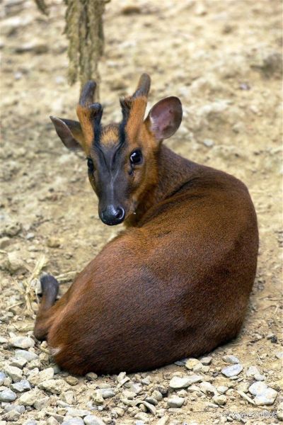 麂子是什么动物_麂子是国家几级保护动物-第2张图片-山城妙识